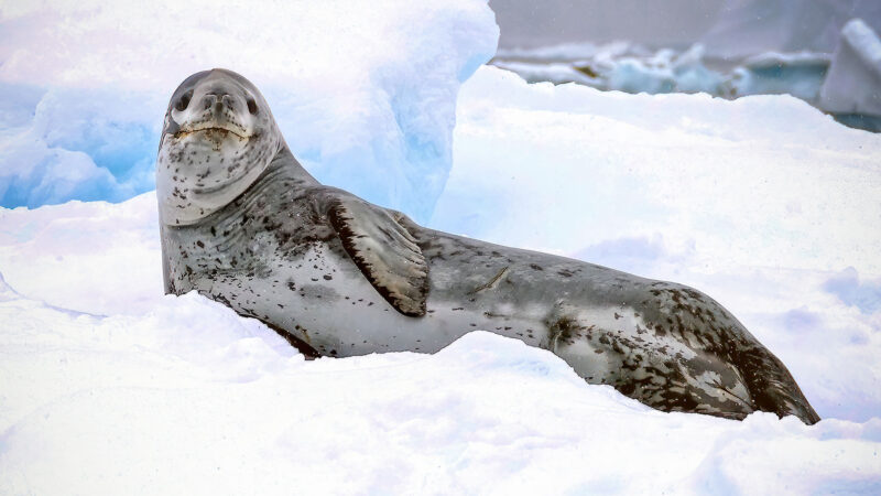 Exploring the Wonders of Leopard Seals in Antarctica | Revel Around The ...